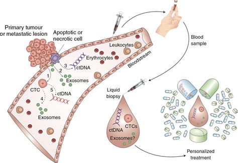 Circulating Tumor Cells And Circulating Nucleic Acids In Oncology