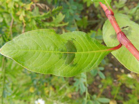 Polygonum Lapathifolium Pale Persicaria
