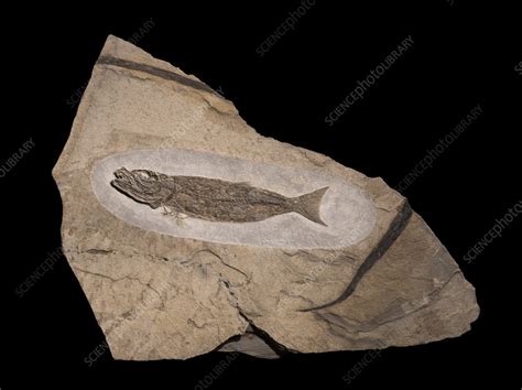 Fish Fossil Stock Image C0566338 Science Photo Library Fish Fossil Stock Image C0566338 Science Photo Library