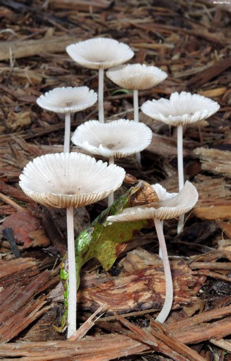 Bolbitius Coprophilus Mushroomexpert Com