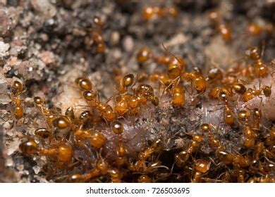 176 Imágenes De Solenopsis Invicta Imágenes Fotos Y Vectores De