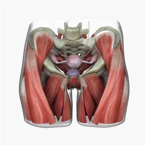 Ma Female Reproductive