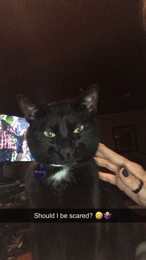 Hes So Pretty But Hes A Real Asshole Sometimes R Cats
