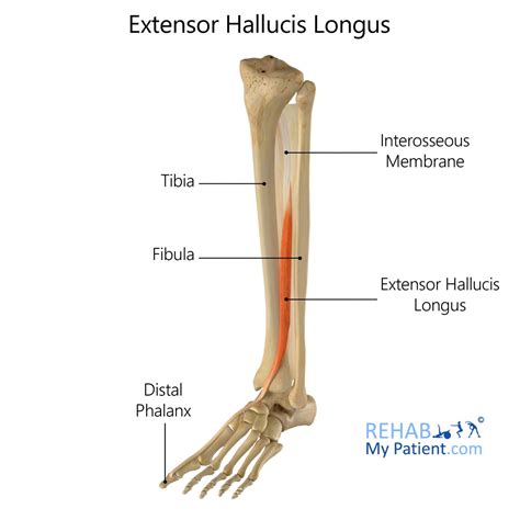 Extensor Hallucis Longus Rehab My Patient