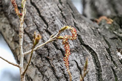 ალვის ხე Populus ალერგოლოგიური პროგნოზი Vidal Ge