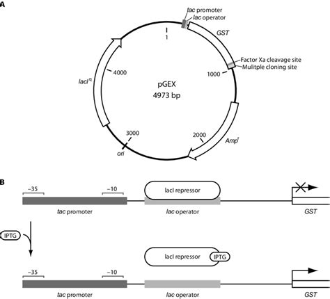 Several Properties Of The Pgex Vector Allow Strong Inducible Download Scientific Diagram