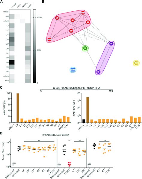 Binding And In Vivo Protection Mediated By C Csp Specific Mabs A