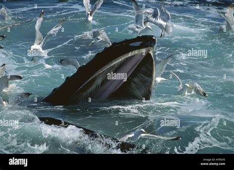 Humpback Whale Megaptera Novaeangliae Gulp Feeding With Herring Gulls