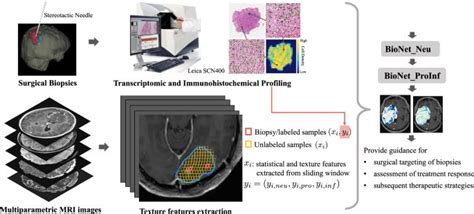 Biologically Informed Deep Neural Networks Provide Quantitative Assessment Of Intratumoral