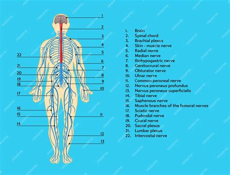 Premium Vector Infographics Scheme Of Anatomical Structure Of Human