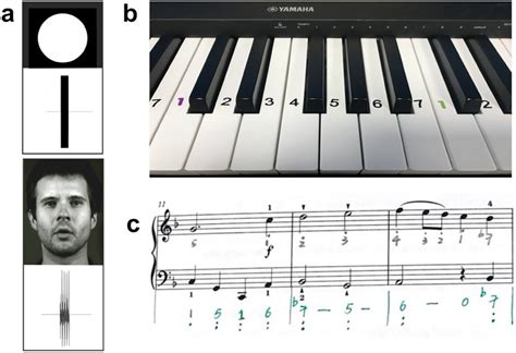 Stimuli And Materials Illustrations A Video Frame And Waveform Download Scientific Diagram