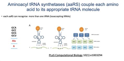Solved What Is An Isoaccepting Trnawhats The Relation