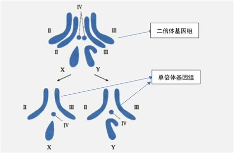 基因组组装的那些困扰，用单倍体基因组一一破解！ Csdn博客