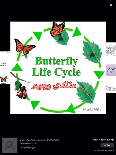 How To دورة حياة الفراشه Bc Guides