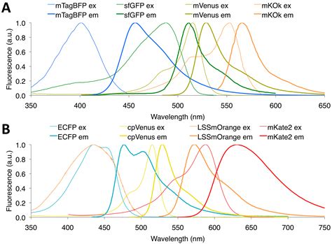 Fluorescent Dye Excitation Emission Table At Cora Turner Blog