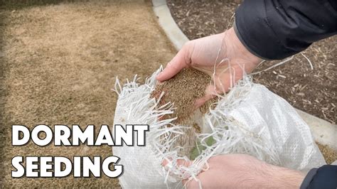 Planting Grass Seed In Winter Dormant Seeding Youtube