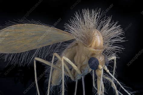 Sand Fly Wax Model Stock Image C047 5481 Science Photo Library