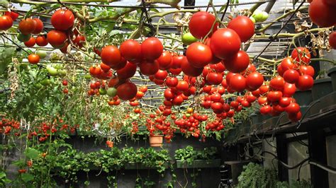 How To Grow Hydroponic Tomatoes Planting Your Future
