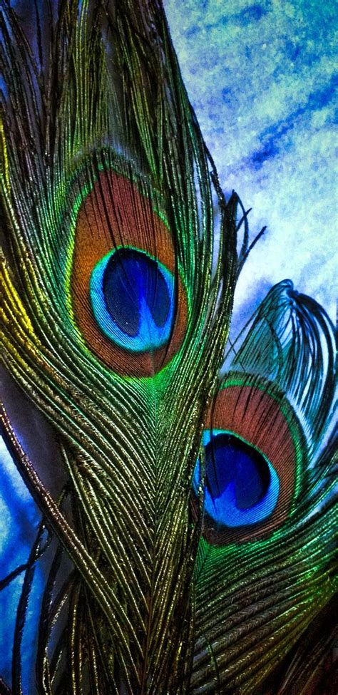 Peacock Feather Wallpaper For Iphone