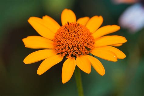 꽃 주황색 밝은 여름 Pixabay의 무료 사진 Pixabay