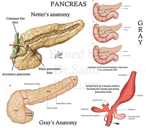 Pancreas Anatomy Uncinate