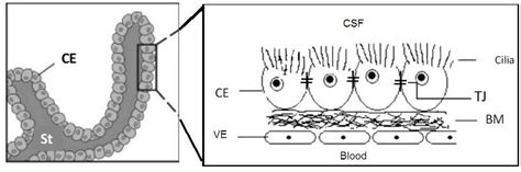 Schematic Representation Of The Choroid Plexus Download Scientific Diagram