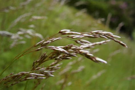 Wavy Hair Grass Avenella Deschampsia Flexuosa Celtic Wildflowers