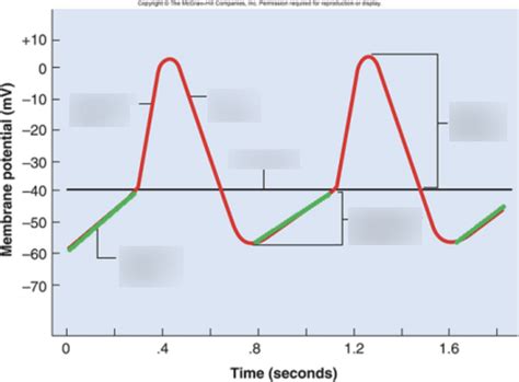 Heart Physiology Diagram Quizlet