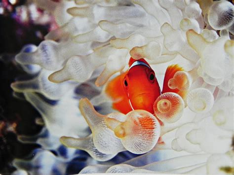 니모캐릭터 실제 물고기  인스티즈 Instiz 이슈 카테고리