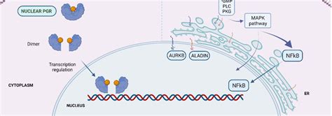 graphic representation showing the subcellular localization and