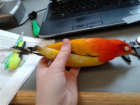 What Can Nestedness Metrics Tell Us About Birds Oikos Journal