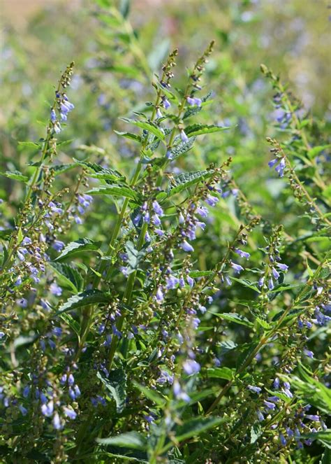 Scutellaria Scutellaria