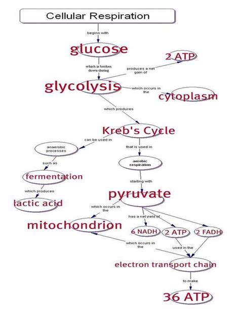 A Simplified Diagram Of Cellular Respiration Wiremystique