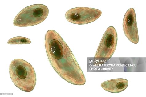 Toxoplasma Gondii Parasites Illustration High Res Vector Graphic Getty Images