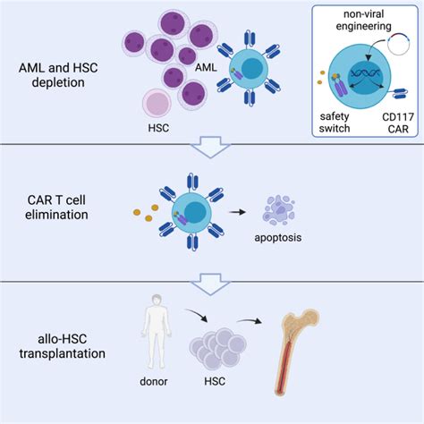 Anti Cd117 Car T Cells Incorporating A Safety Switch Eradicate Human