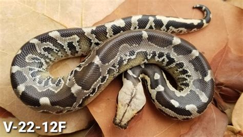 Chrome Sumatran Short Tail Python Sumatran Short Tailed Python By Bio