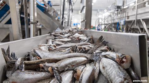 Россия обеспечила более 17% мирового экспорта мороженой рыбы по итогам ...