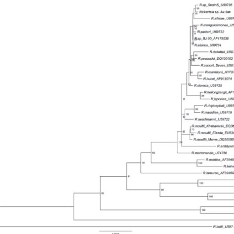 phylogenetic tree drawn using the minimum evolution method from an download scientific diagram