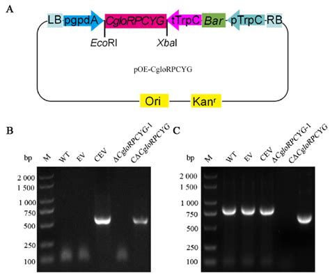 Cglorpcyg Gene Complementation Of The C Gloeosporioides Knockout