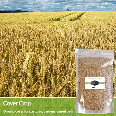 Bulk Barley Seeds Grain Cover Crop Survivalgardenseeds
