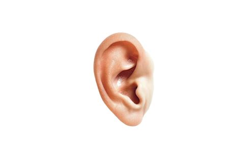 Premium Photo A Cut Out Ear Isolated On A Plain Background