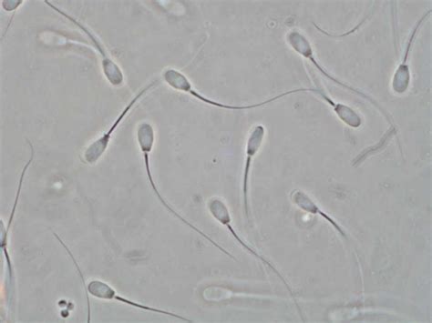 Flagella And Cilia Definition Structure And Functions Rs Science