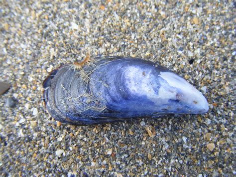 21stcenturynaturalist Some Seashore Bivalve Shells