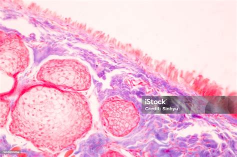 Tissue Of Optic Nerve Human Cornea From Eye Human And Eyelid Human