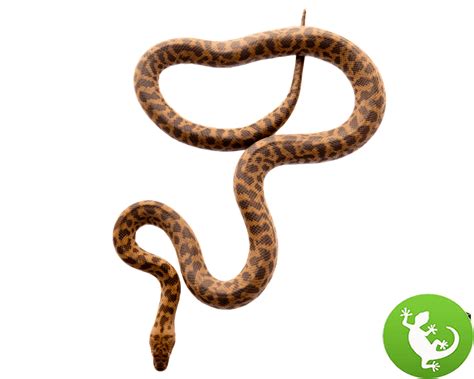 Affordable Spotted Python Ultimate Reptile