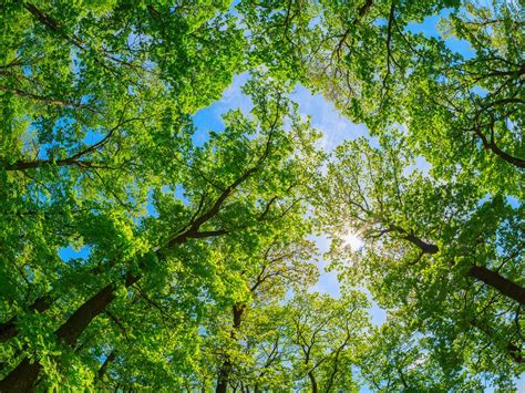 Trees Talk To Each Other The Blissful Gardeners