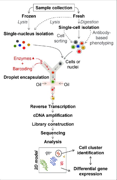 Single Cell Vs Single Nucleus Rna Sequencing 차이