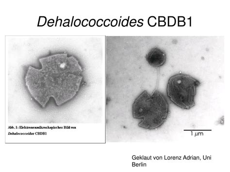 Ppt Schadstoffabbau Als Atmungsprozess Reduktive Dehalogenierung
