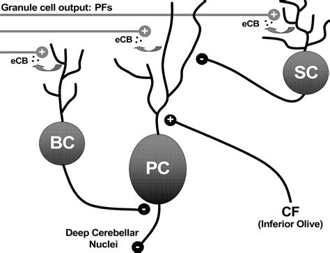 Endocannabinoid Dependent Regulation Of Feedforward Inhibition In