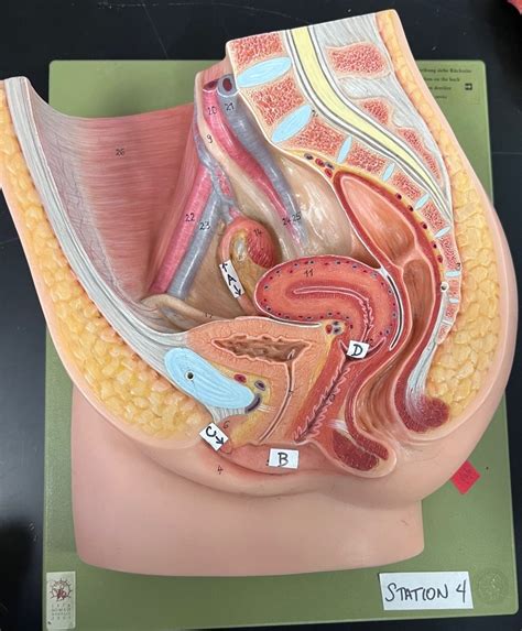 Reproductive Model Female 2 Diagram Quizlet